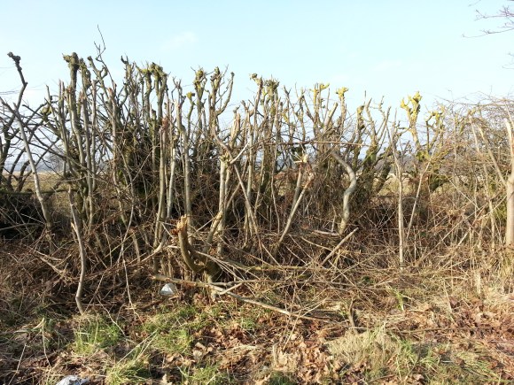 Hedgerow Maintenance – the good, the bad and the downright ugly ...