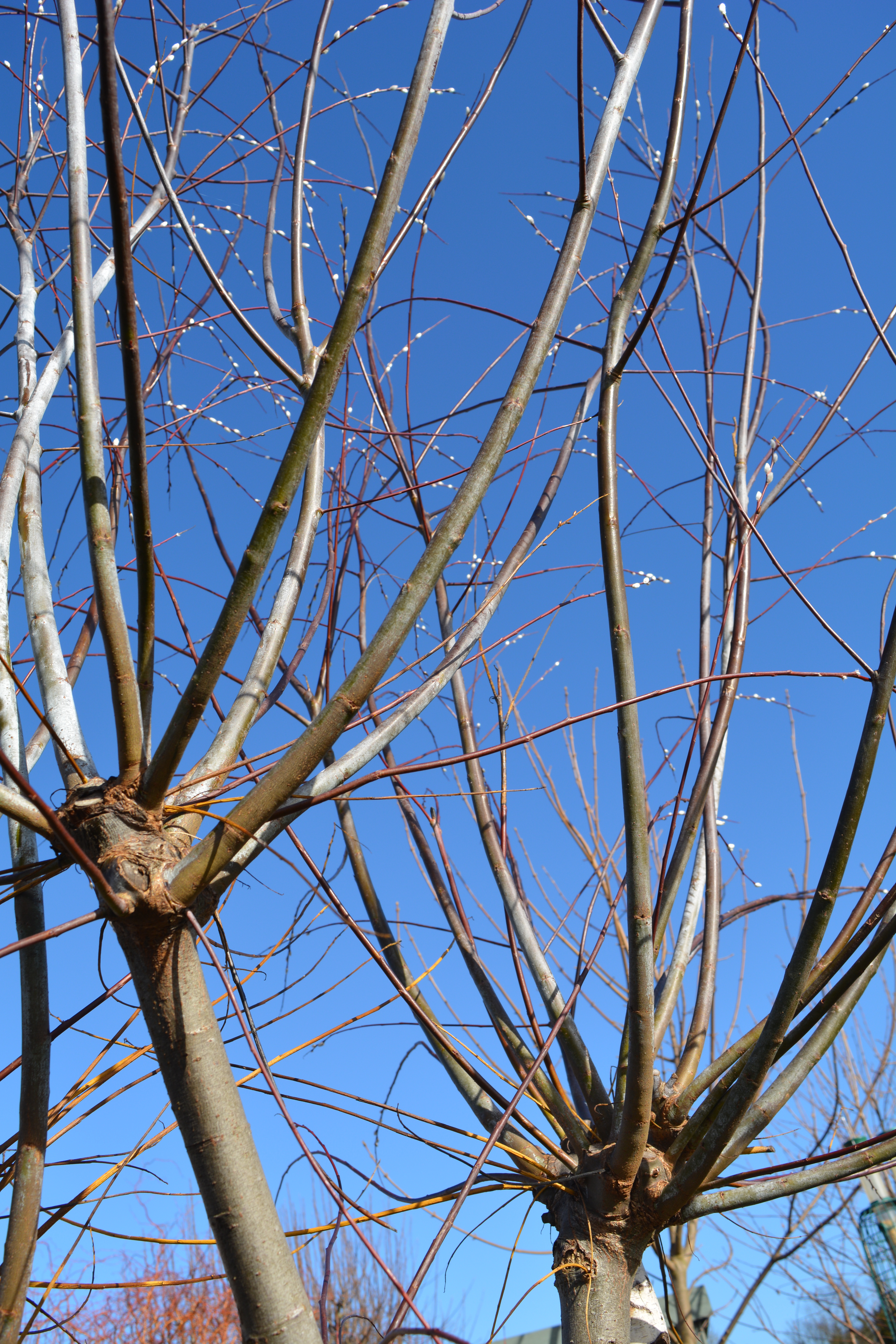 The Wonder of Willows – part two – greenbenchramblings