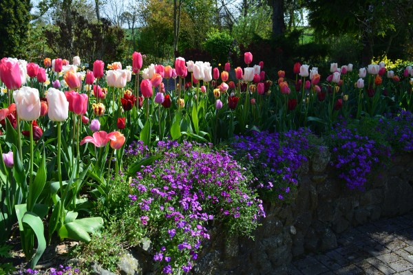 Celebrating the Glory of Spring – the garden at a cottage called ...