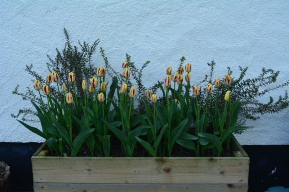 Celebrating the Glory of Spring – the garden at a cottage called ...