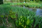 Celebrating the Glory of Spring – the garden at a cottage called ...