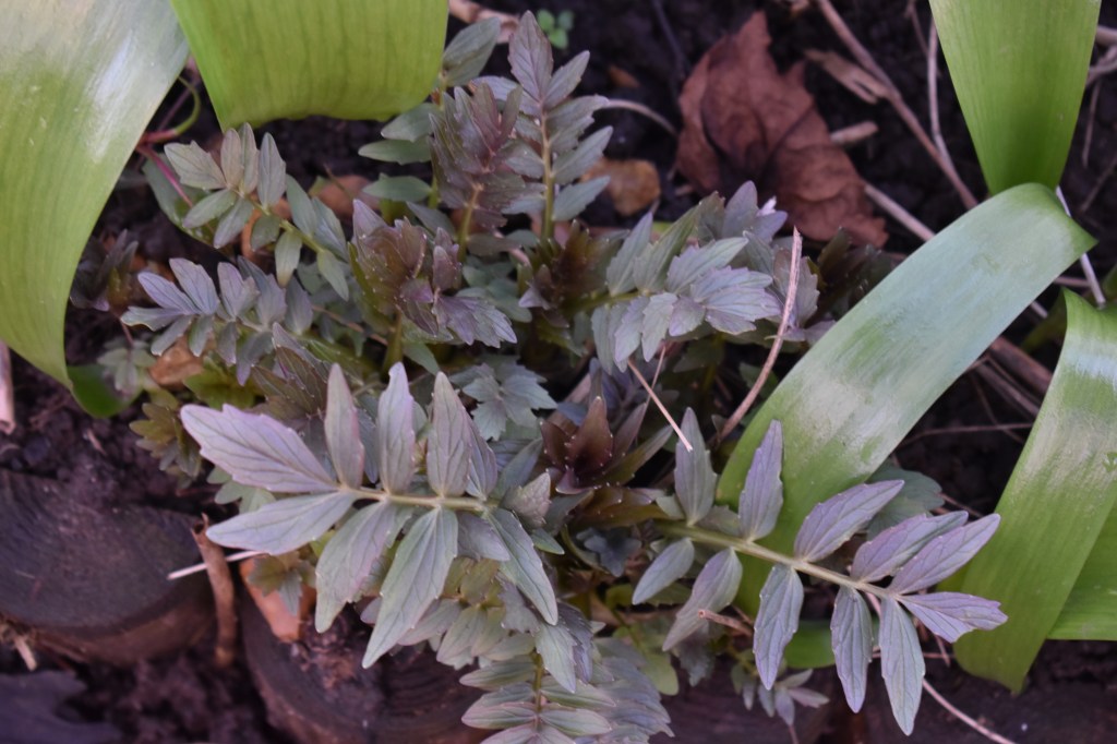 greenbenchramblings – Musings about gardening, the natural world and ...